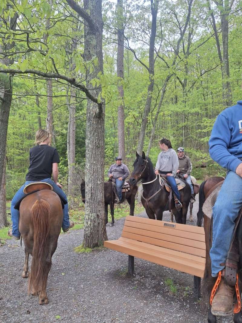 Gorgeous All Around Trail Horse