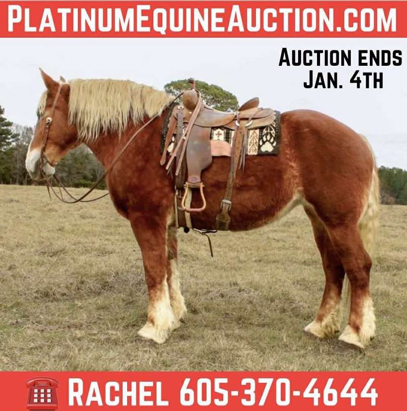 Draft Mules for Sale