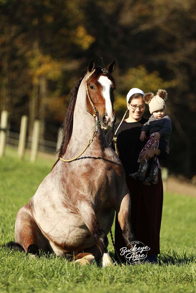 Rusty a 2021 Model Gypsy/Quarter Horse Cross Gelding Standing 14.3 Hand