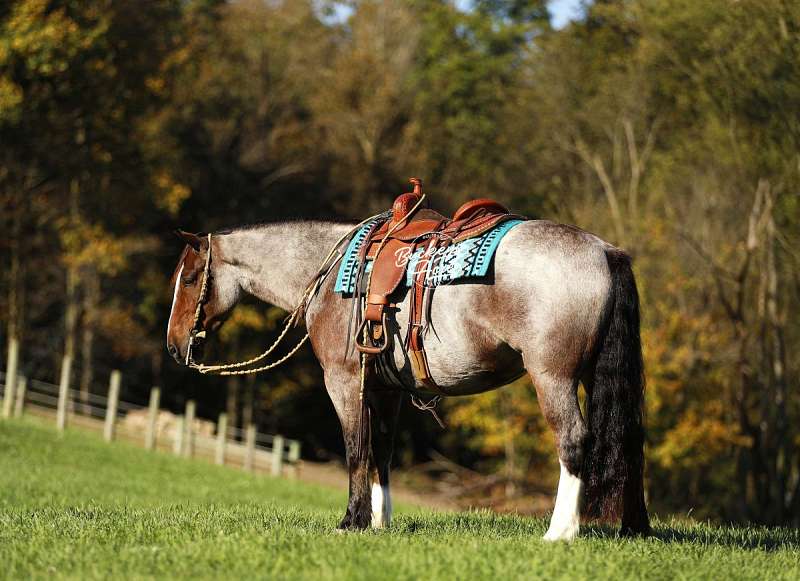 Rusty a 2021 Model Gypsy/Quarter Horse Cross Gelding Standing 14.3 Hand