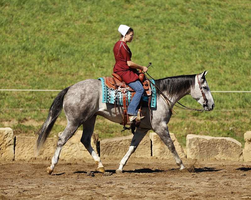 Grayson 2021 Model| Gray |AQHA Gelding Stands 14.3 Hands Tall