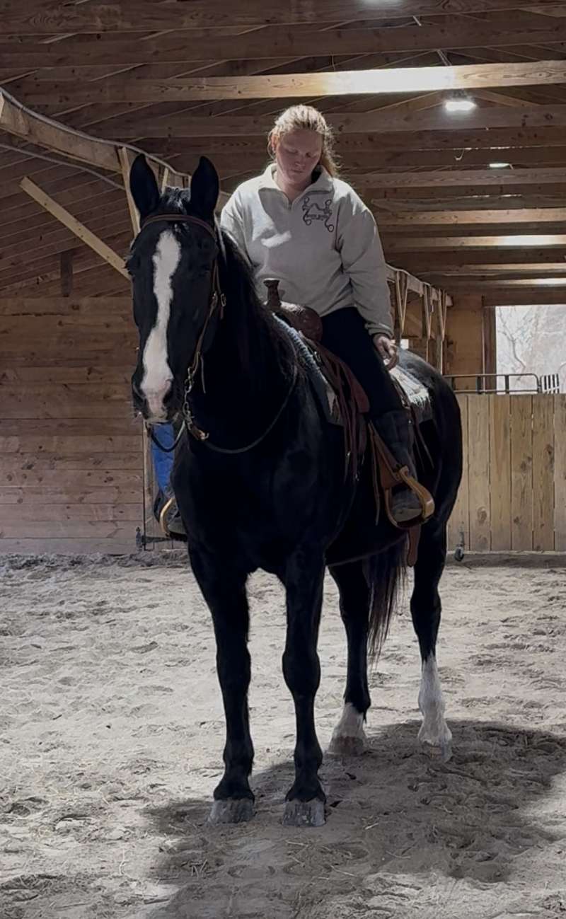 Scarlett”.. Once in a Lifetime 16.2 HH All Around Pleasure/Trail Mount