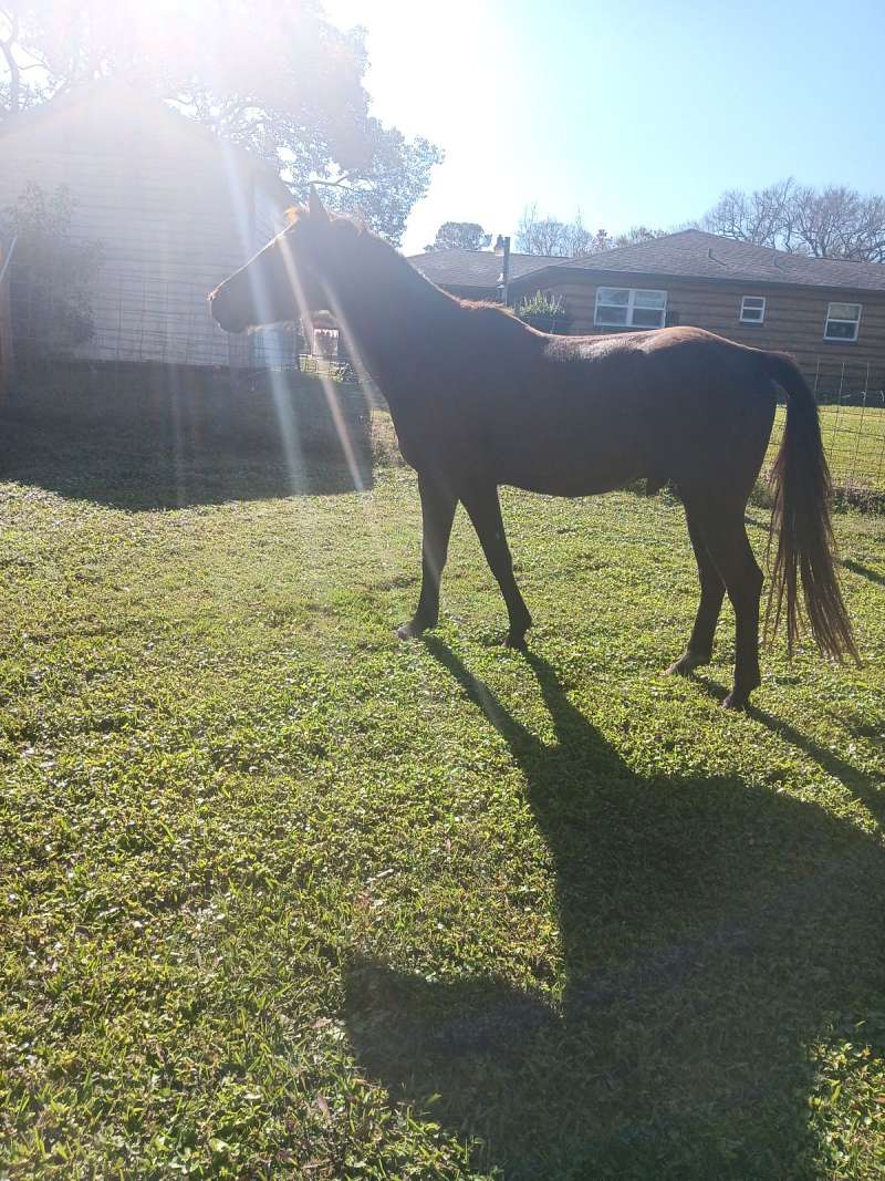 Free Horse Needs Home