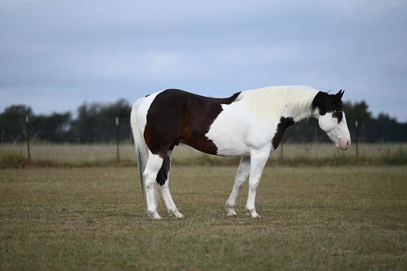 Trails, Pasture, Doctor Yearlings Outside, and Rope Cattle