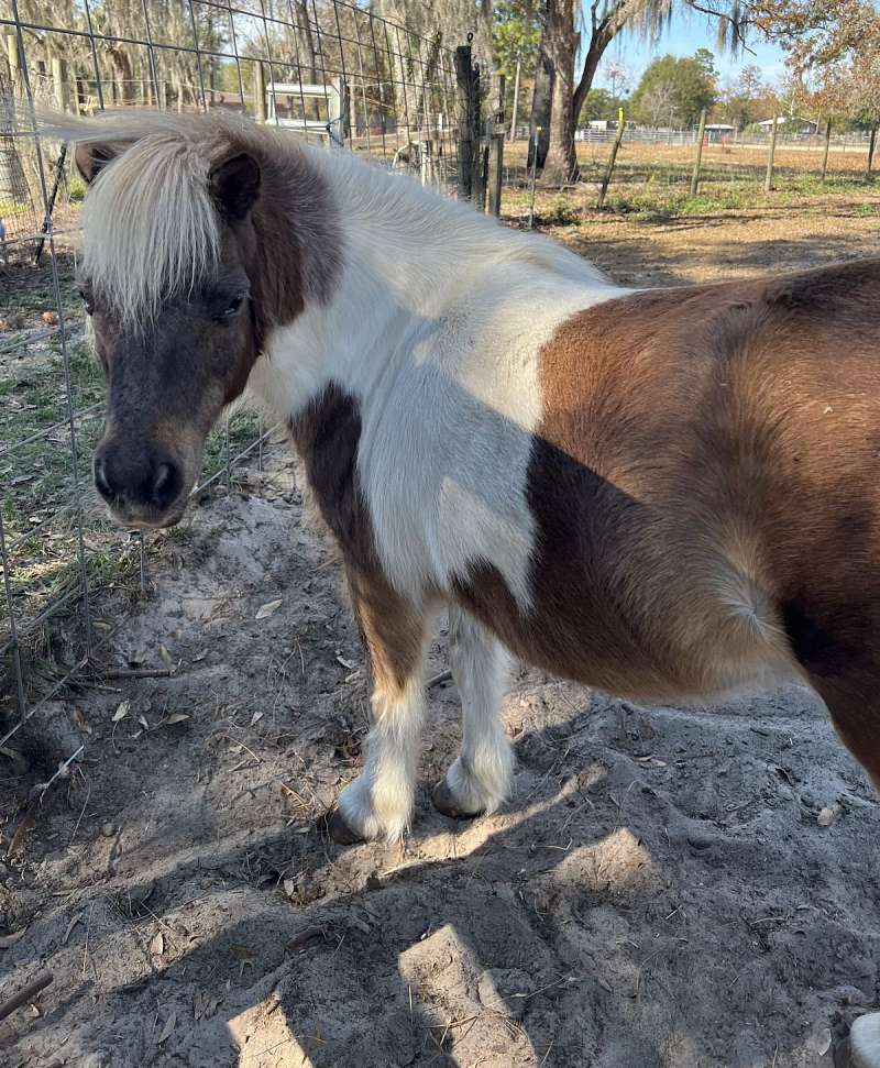 Mini Horse Pinto Mare