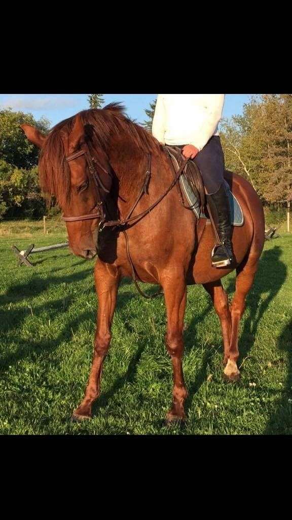 12 Year Old Appendix Grade Mare