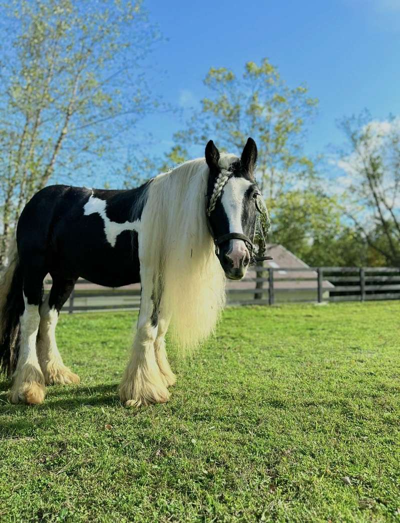Watson's Spirit 4 Year Old Gypsy Vanner