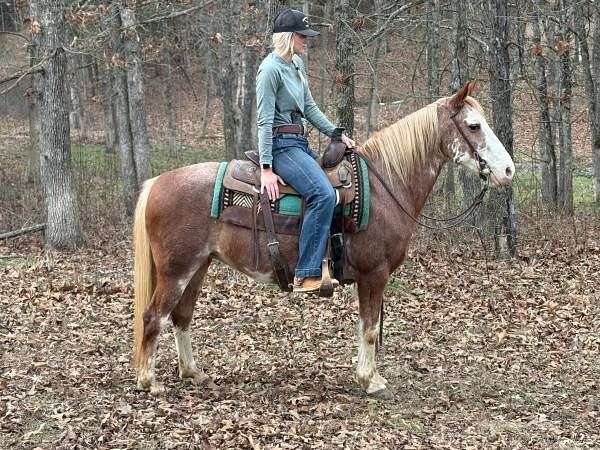 Red Roan Fox Trotter Gentle Broke to Ride - Jubilee