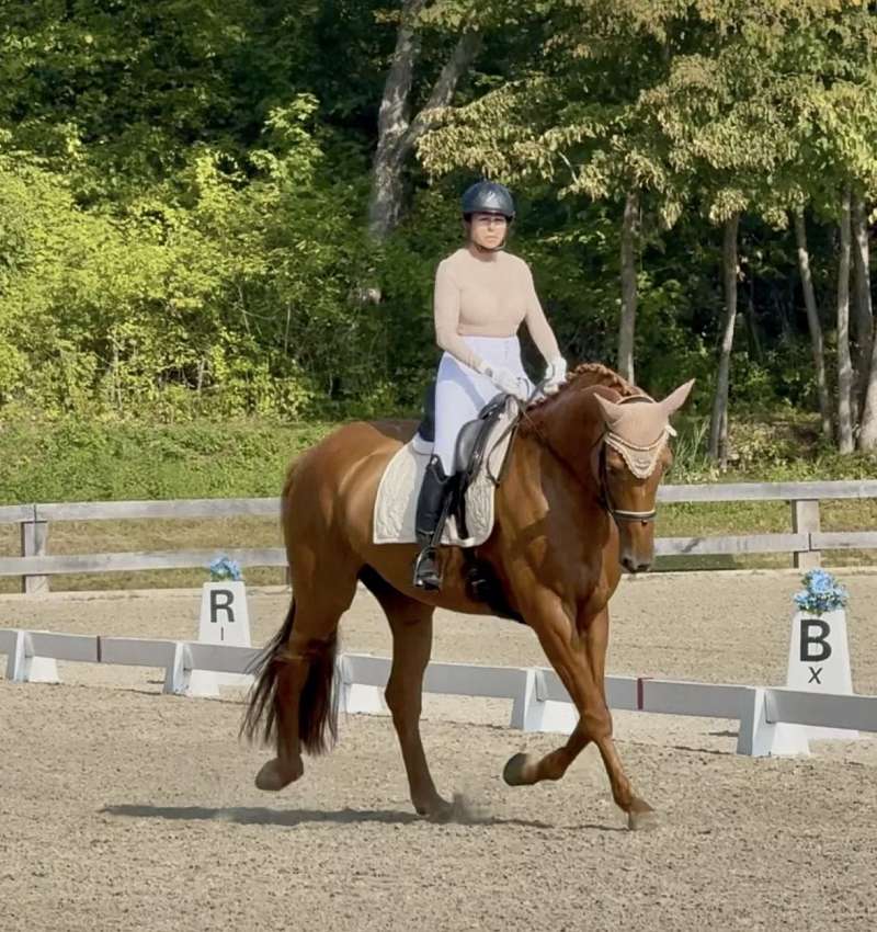 Mhs Mamma Mia Belgian Warmblood/Irish Sport Horse