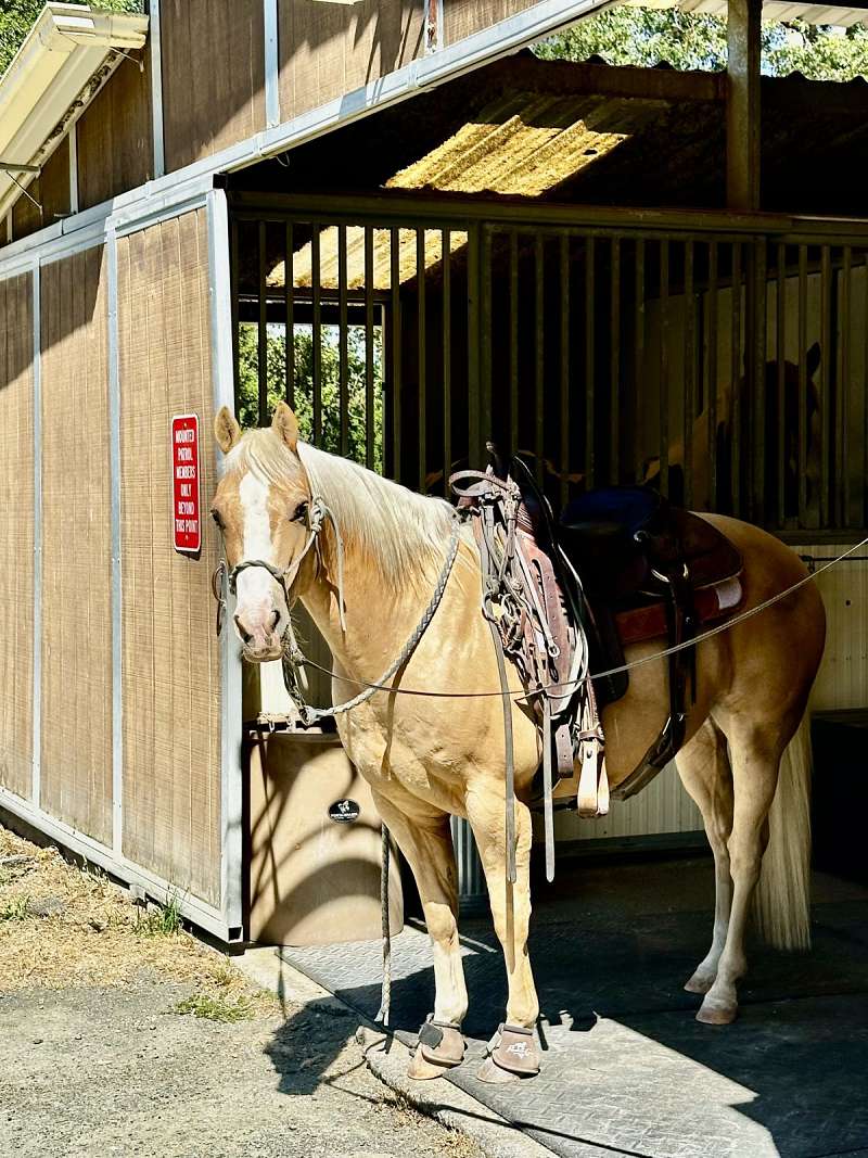 Palomino AQHA Quarter Horse Appendix Gelding