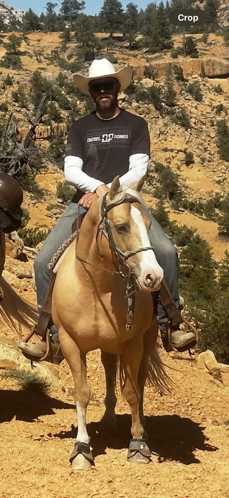 Palomino AQHA Quarter Horse Appendix Gelding
