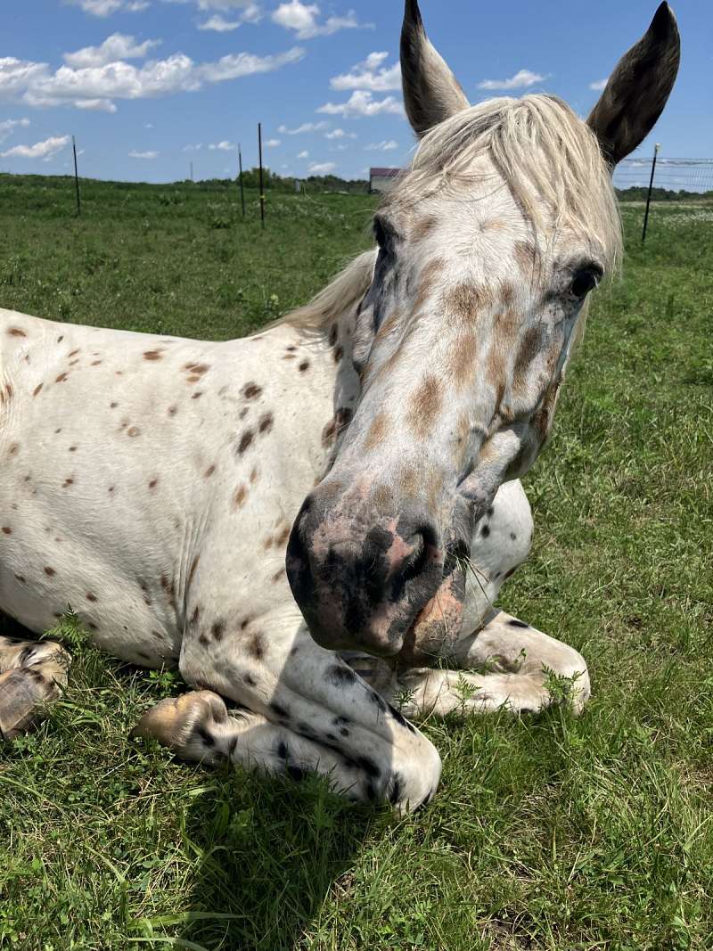 Bay Leopard Appaloosa Gelding