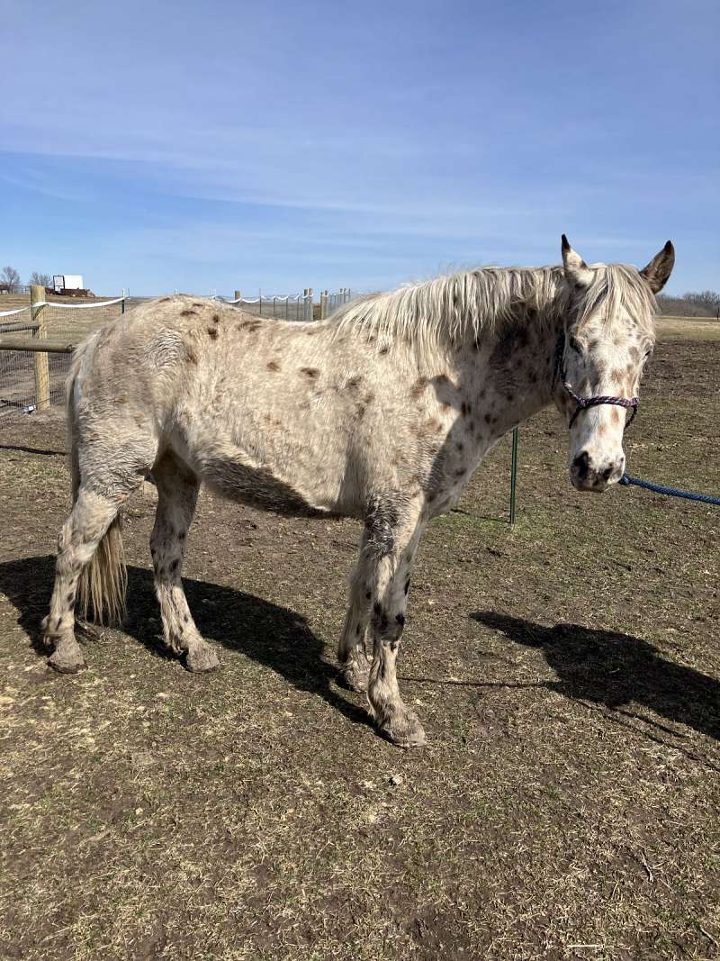 Bay Leopard Appaloosa Gelding