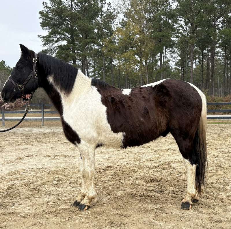 Gentle Paint Gelding