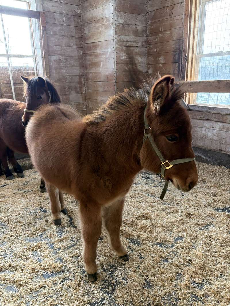 Adorable 9 Month Old Mini Mule for Sale