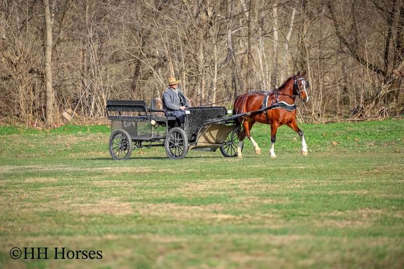 Super Flashy, Fancy Traveling, Smooth Bay Morgan QH Crossbred Gelding
