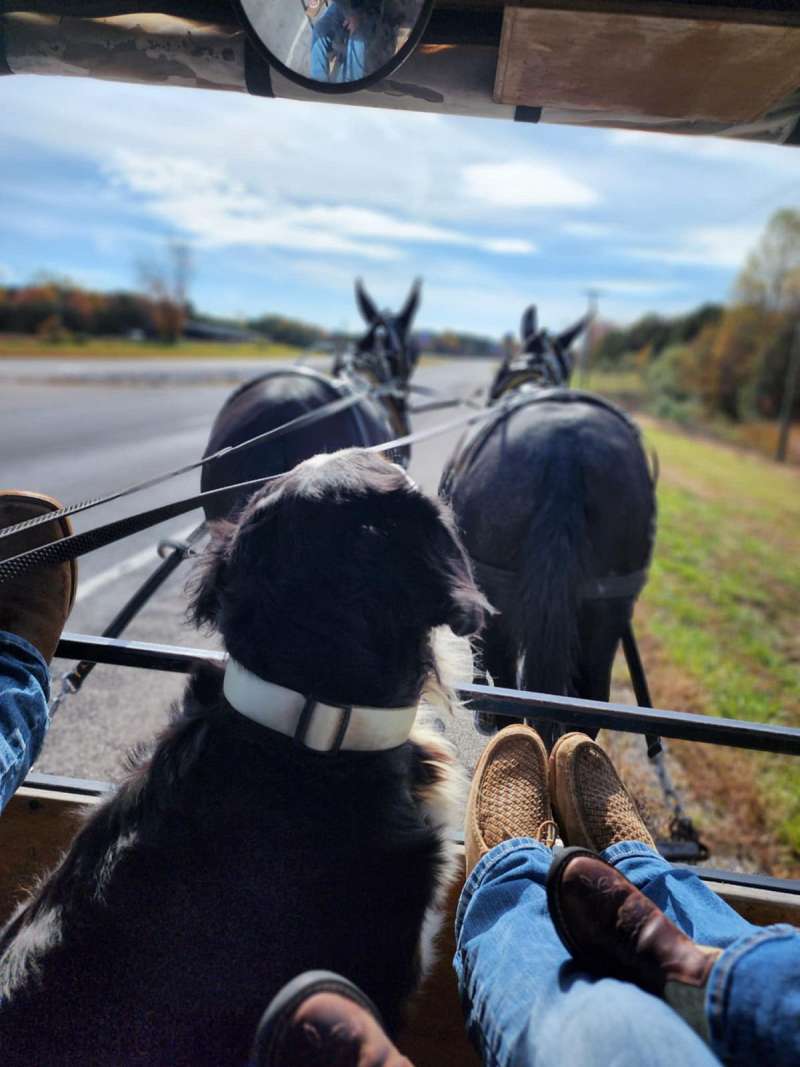 Jill & Jane Grey Draft Mules