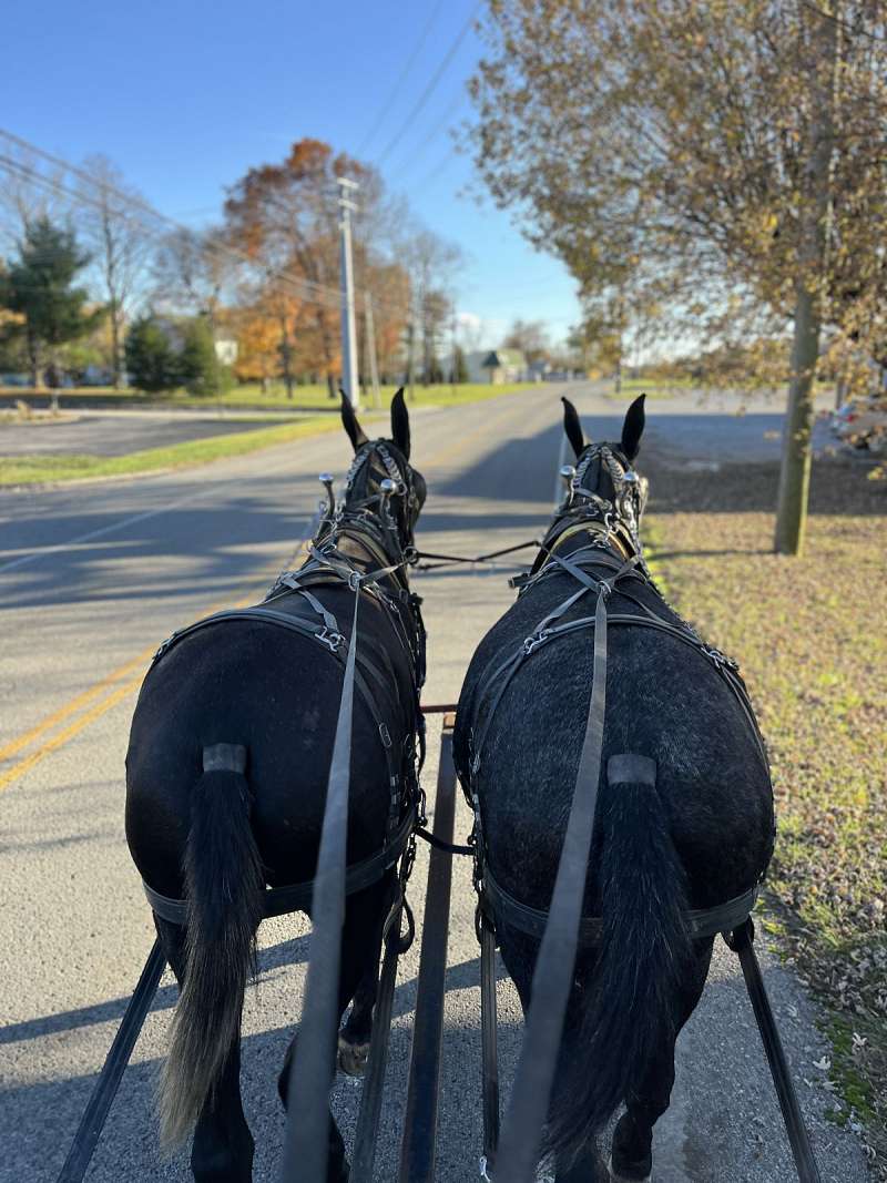 Jill & Jane Grey Draft Mules