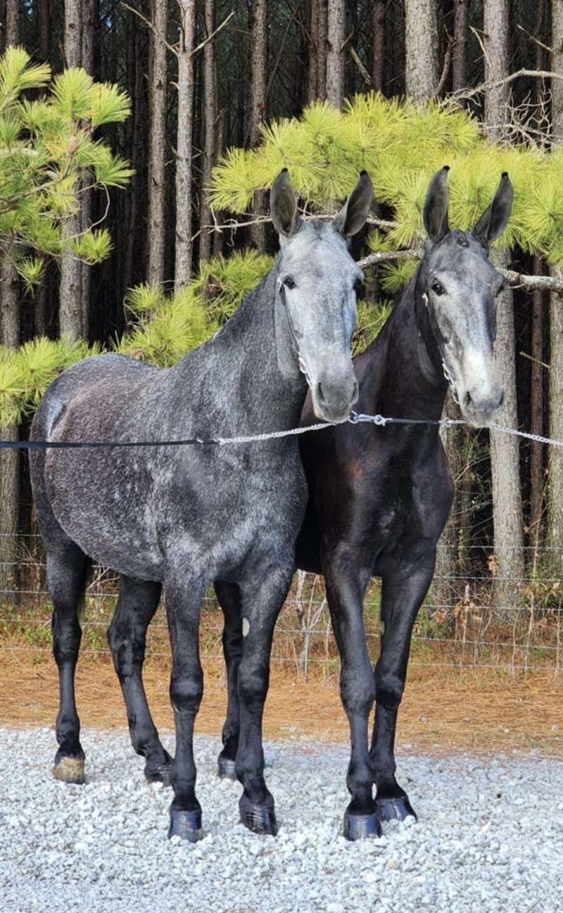Jill & Jane Grey Draft Mules