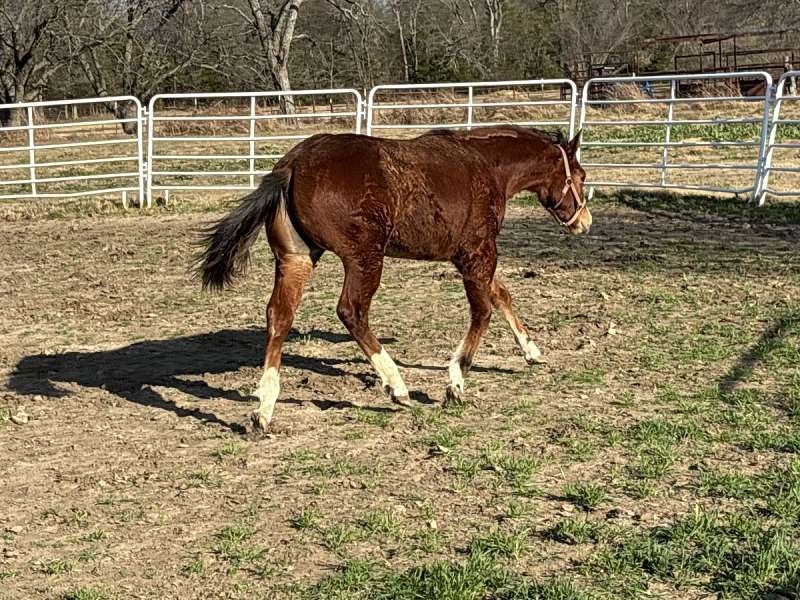 Show Filly