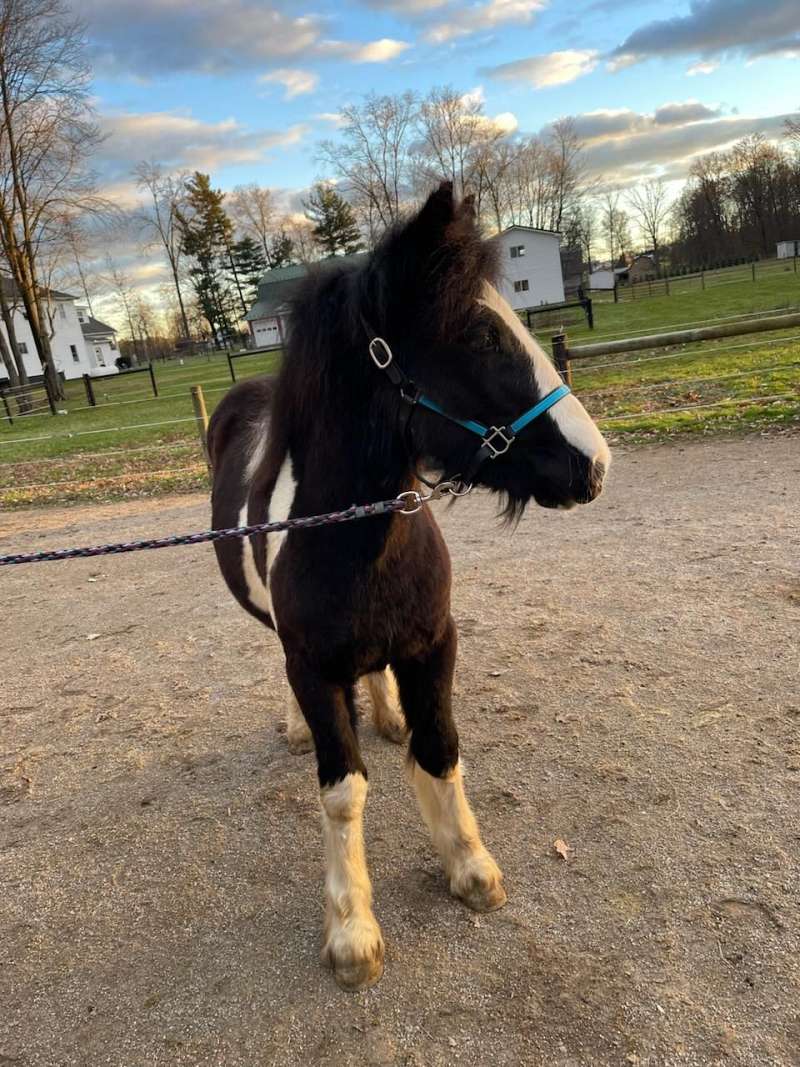 Very Calm and Cute Gypsy Vanner Filly