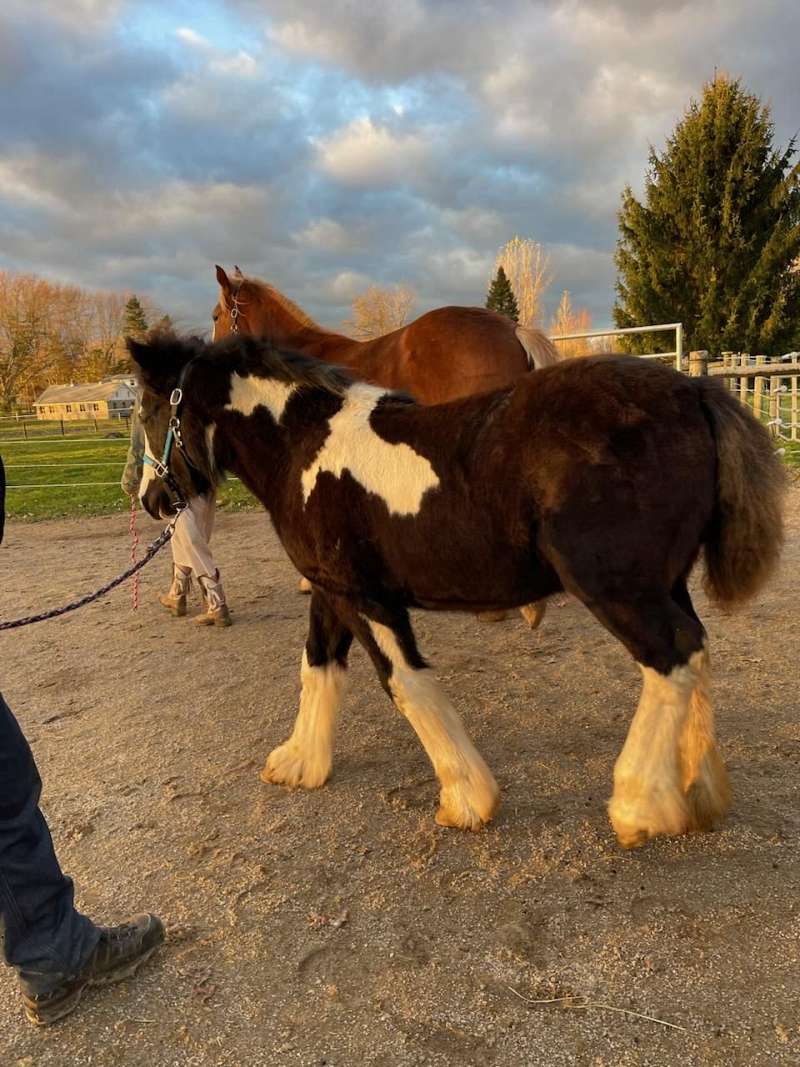 Very Calm and Cute Gypsy Vanner Filly