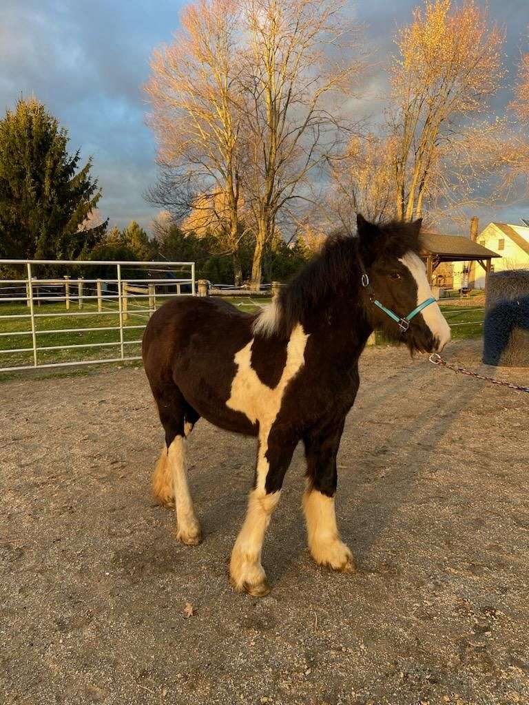 Very Calm and Cute Gypsy Vanner Filly