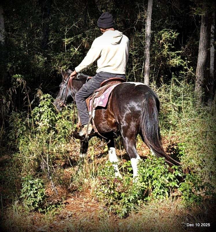 Smooth and Willing Gaited Mare