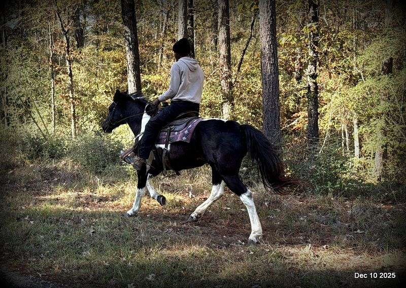 Smooth and Willing Gaited Mare