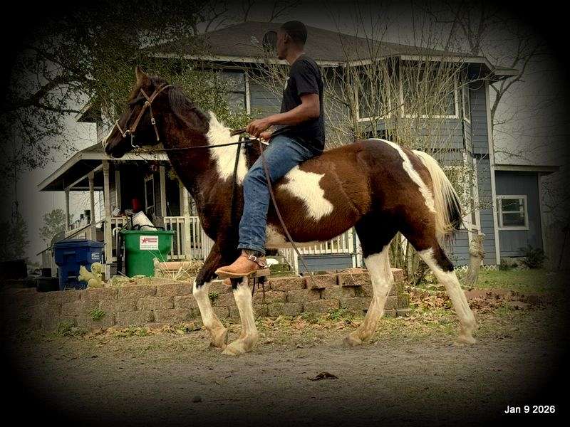 Sweet Mare Ready to Go in Any Direction