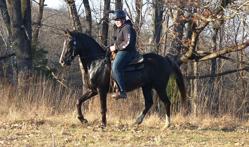 Deweese Farm's Peter Pan Chocolate Rocky Mountain Horse Gelding