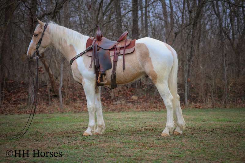Super Cool Palomino and White Spotted Draft Quarter Horse Crossbred