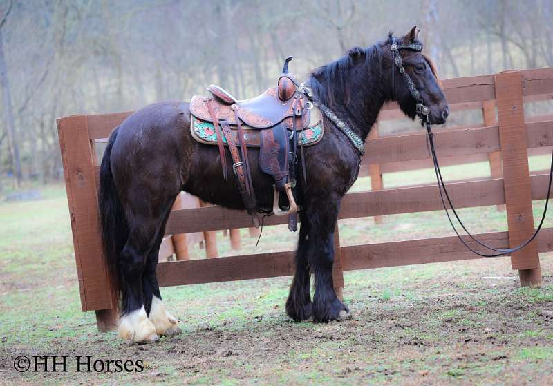 Really Cute Attractive Black Gyspy Vanner Pony Mare, Rides and Drives