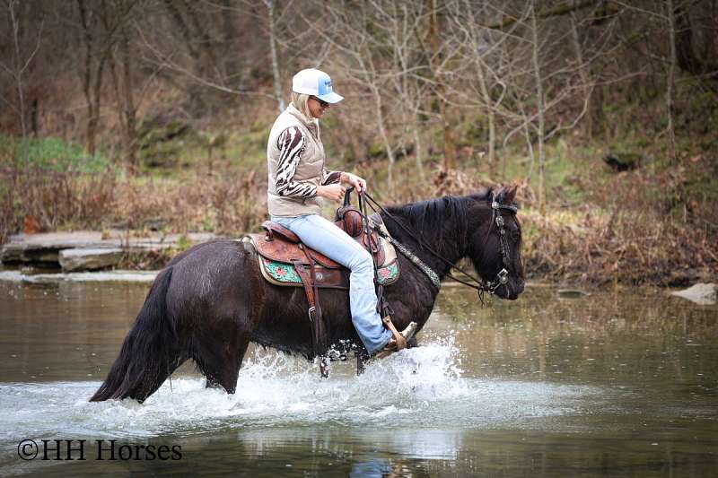 Really Cute Attractive Black Gyspy Vanner Pony Mare, Rides and Drives