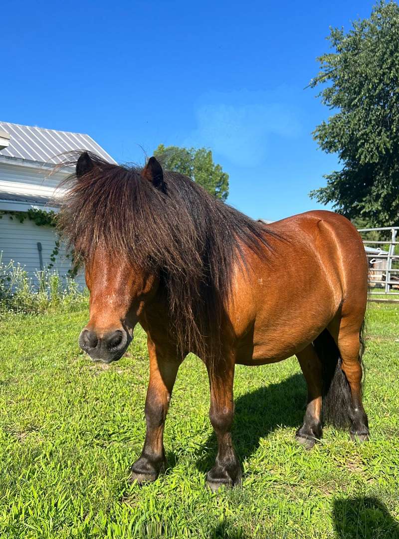 Driving Pony, Minature