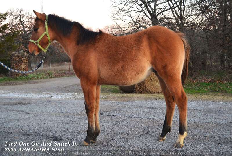 Yearling for Sale