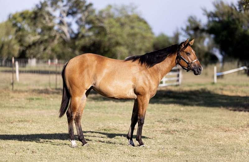 Stunning Red Dun
