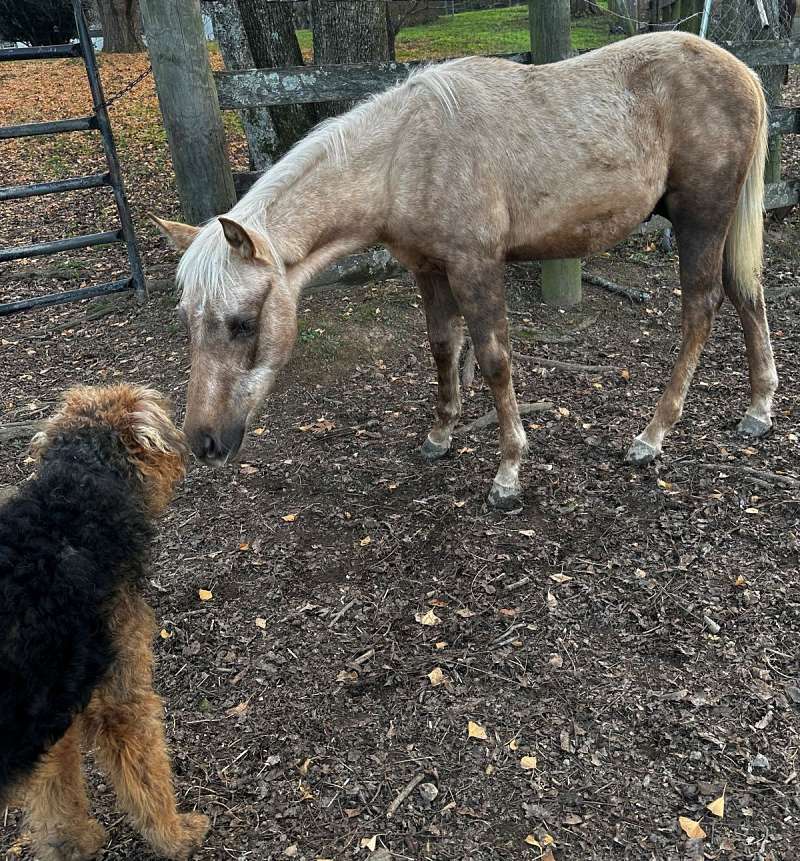 The Midas Touch Kid, Mr Poco Blakburn 139, Lauro Chiquito, Gay Holly Bars