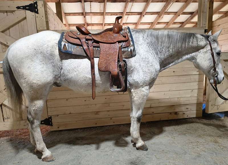 Steele”.. Wonderful 15.2 HH Gelding Suitable for Light Riding