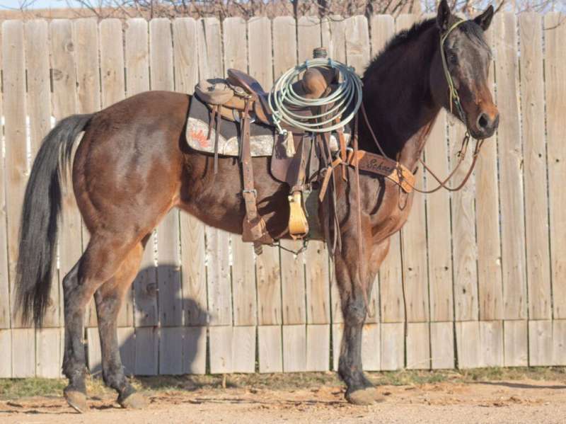 Stormi – 2019 Grade Bay Quarter Horse Mare