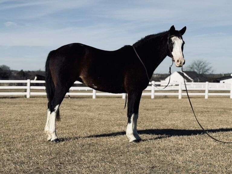 Prada – 2012 Grade Paint Horse Mare