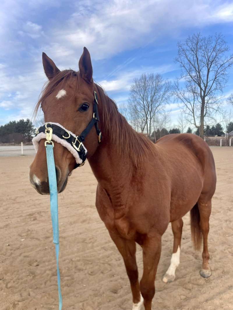 5 Year Old OTTB Gelding