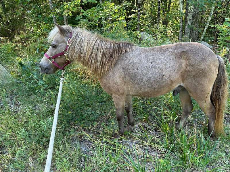Rides and Drives 10h Gelding Dream Pony!