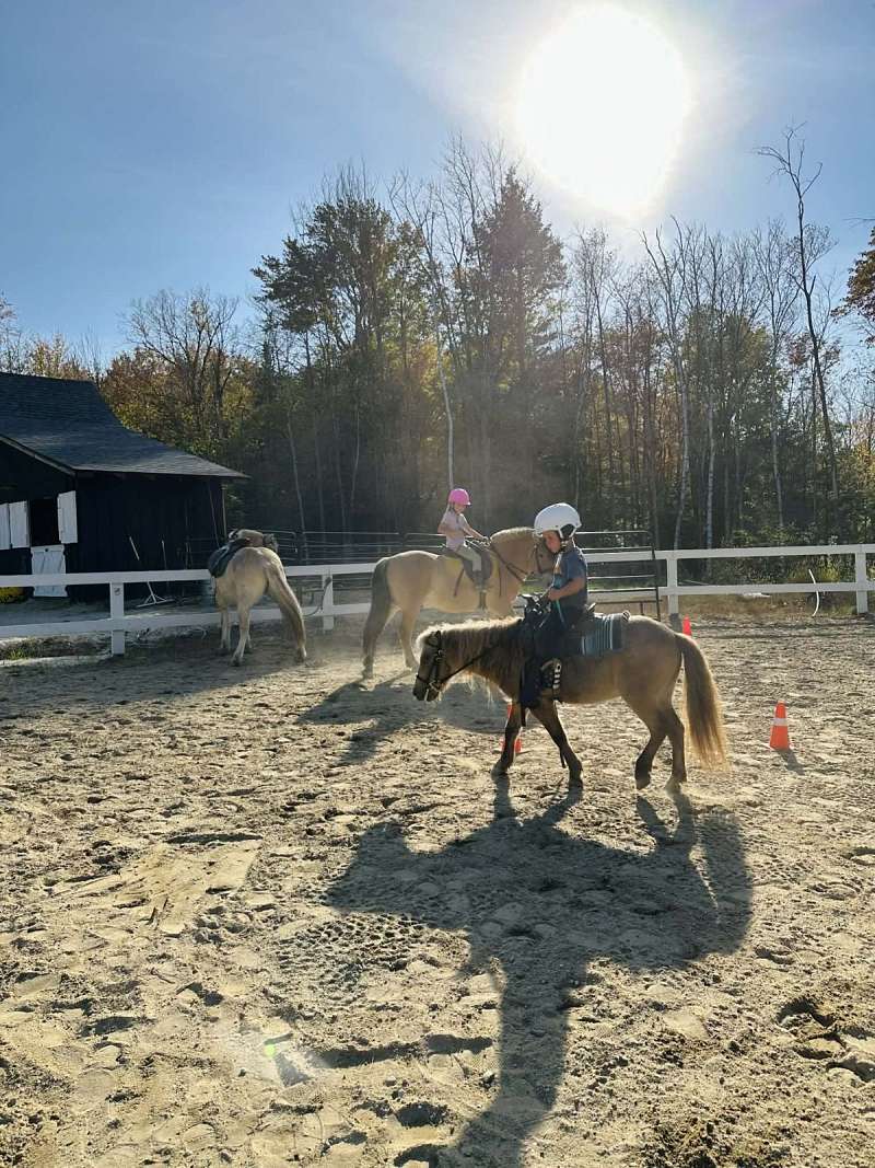 Rides and Drives 10h Gelding Dream Pony!