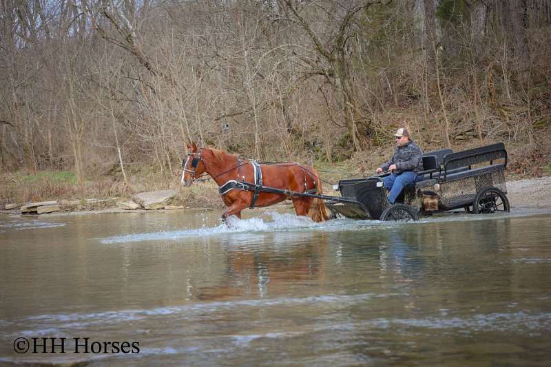 Really Gentle Sorrel Belgian Quarter Horse Crossbred Mare, Ride & Drive