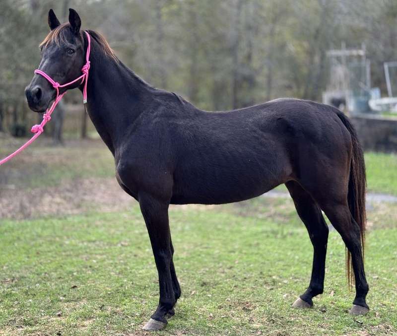 Coal~Well Broke~Trail Ready~Kid/Beginner Safe