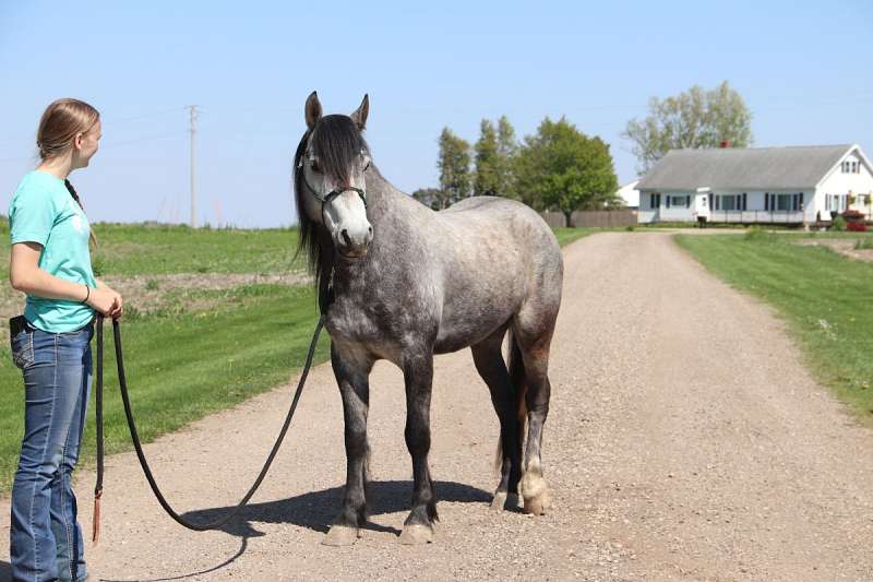 Gentled BLM Mustangs