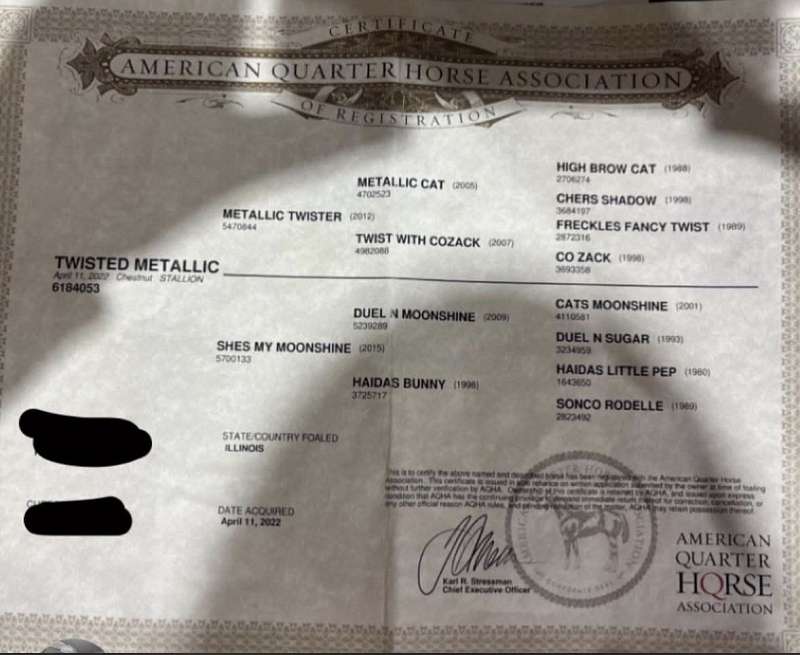 Roping,Reining, Cutting Metallic Cat Gelding