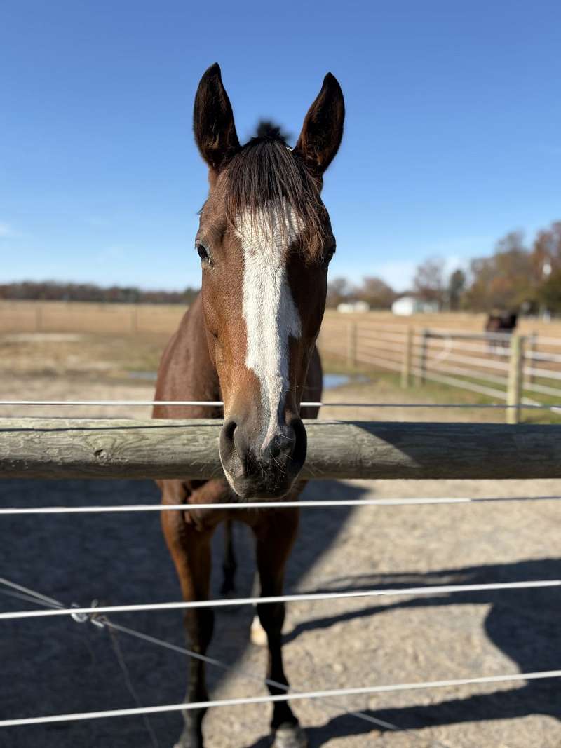 Ammy Friendly Hunter Prospect