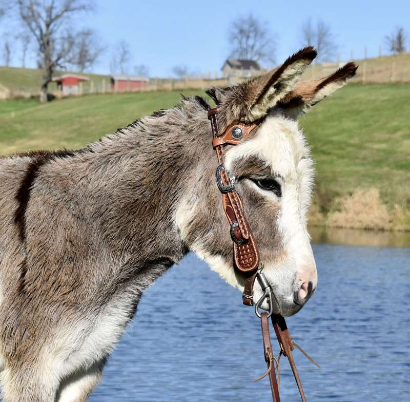 From Lead Line to Harness — Biscuit Does It All